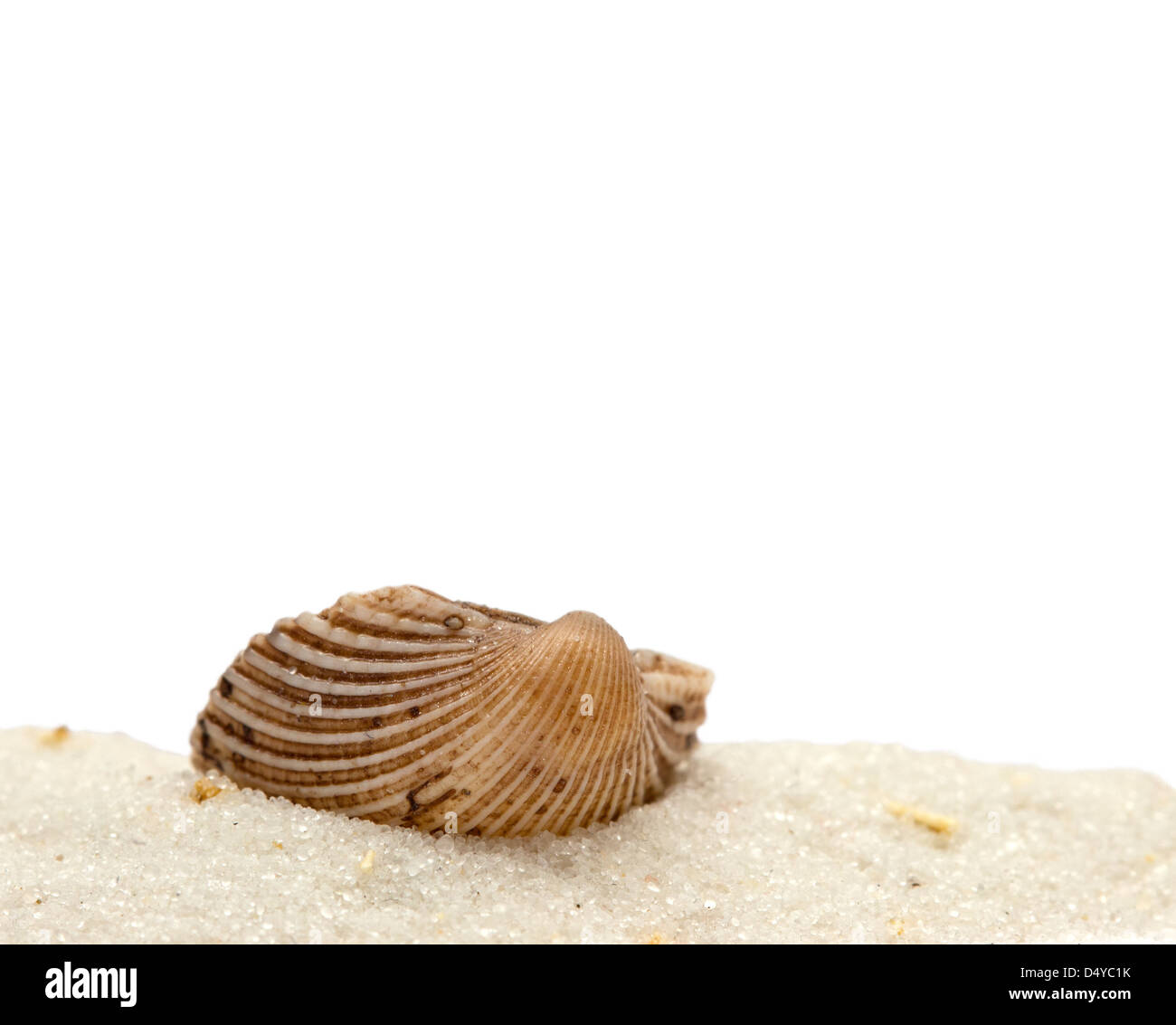sand and seashell Stock Photo - Alamy