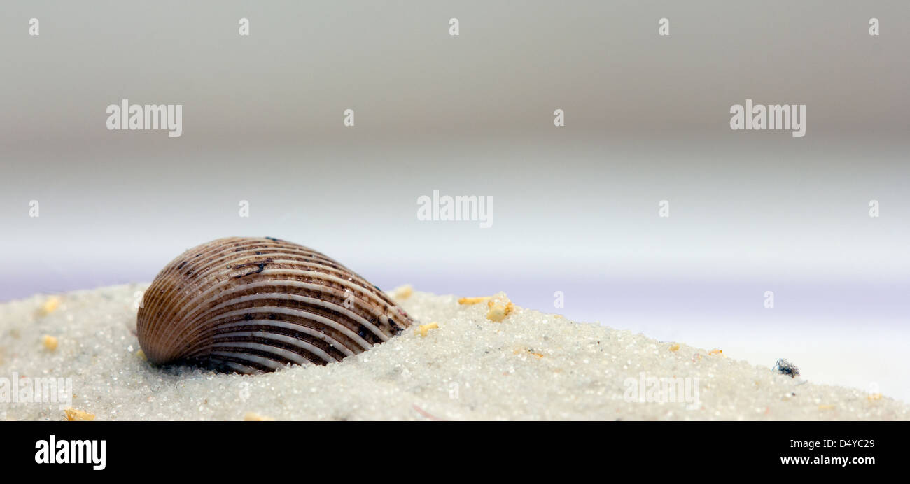 sand and seashell Stock Photo - Alamy