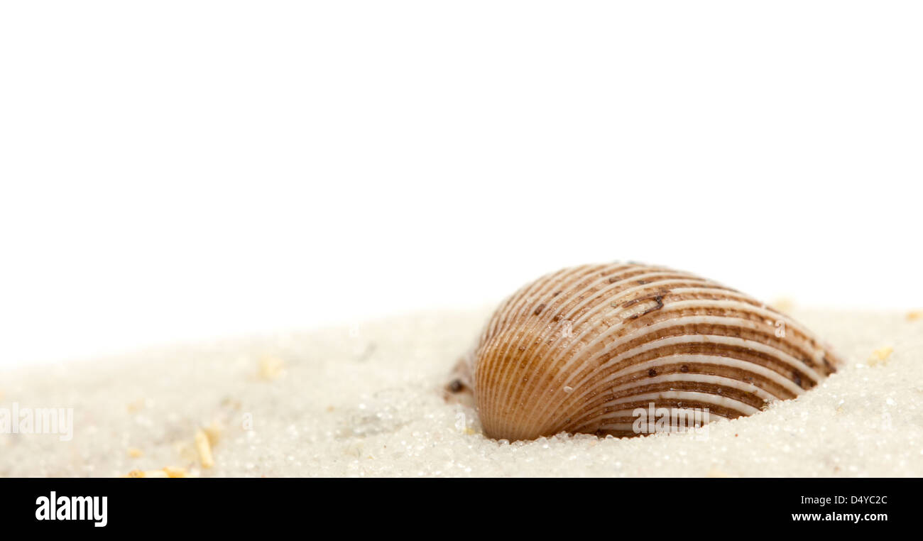 sand and seashell Stock Photo - Alamy