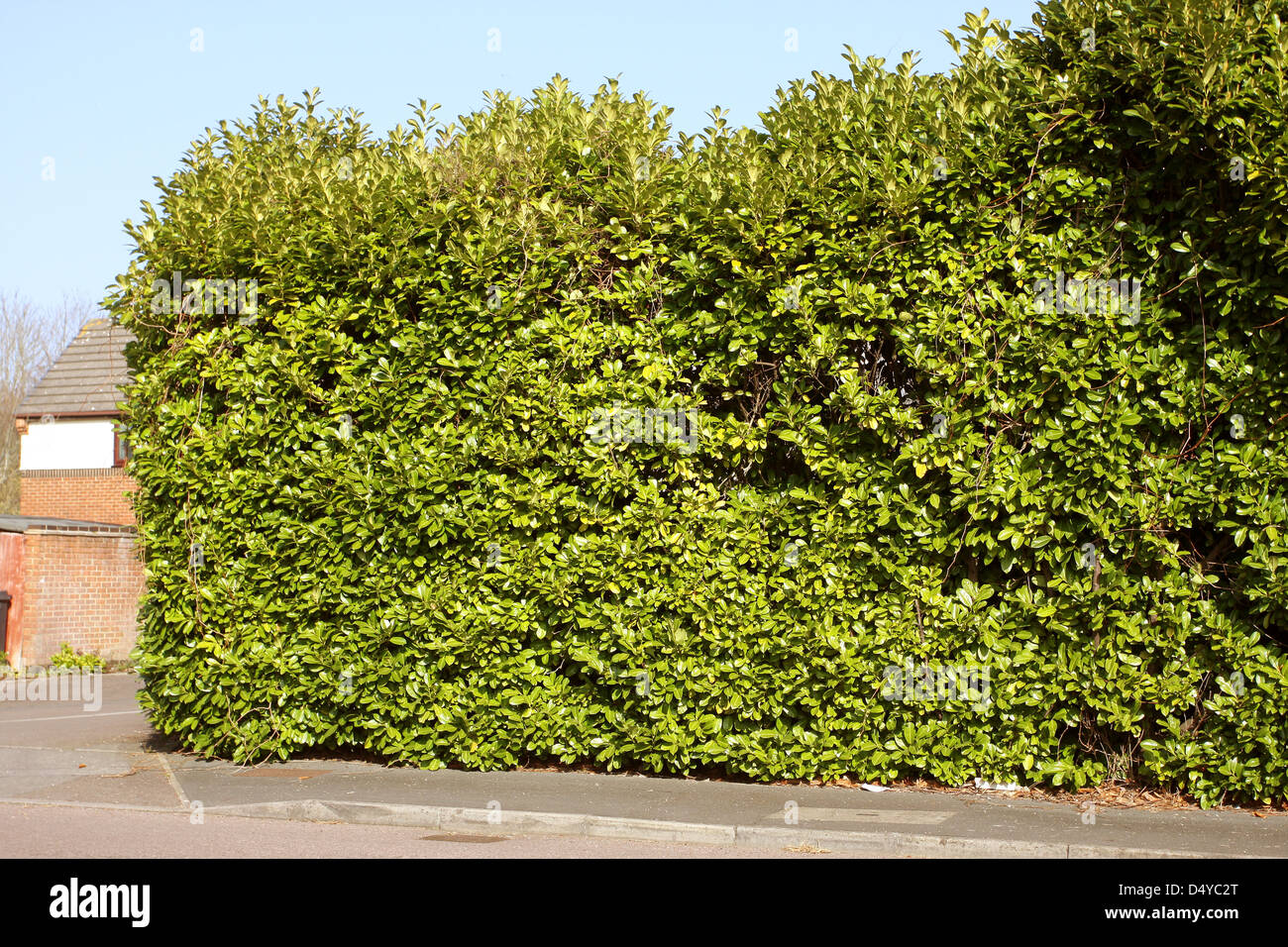 Big green hedge in bright sunlight Stock Photo - Alamy
