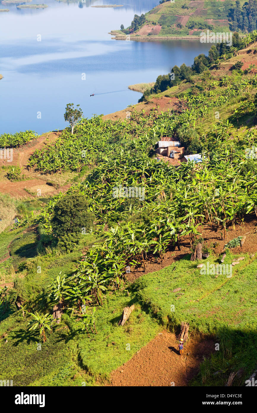 Lake Mutanda near Kisoro in Uganda. On the shoreline the land is ...