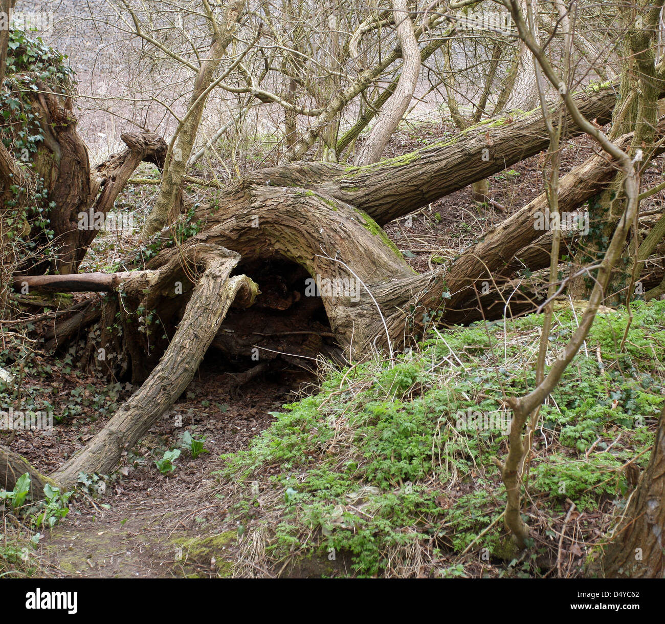 Old twisted tree stump in the woods Stock Photo - Alamy