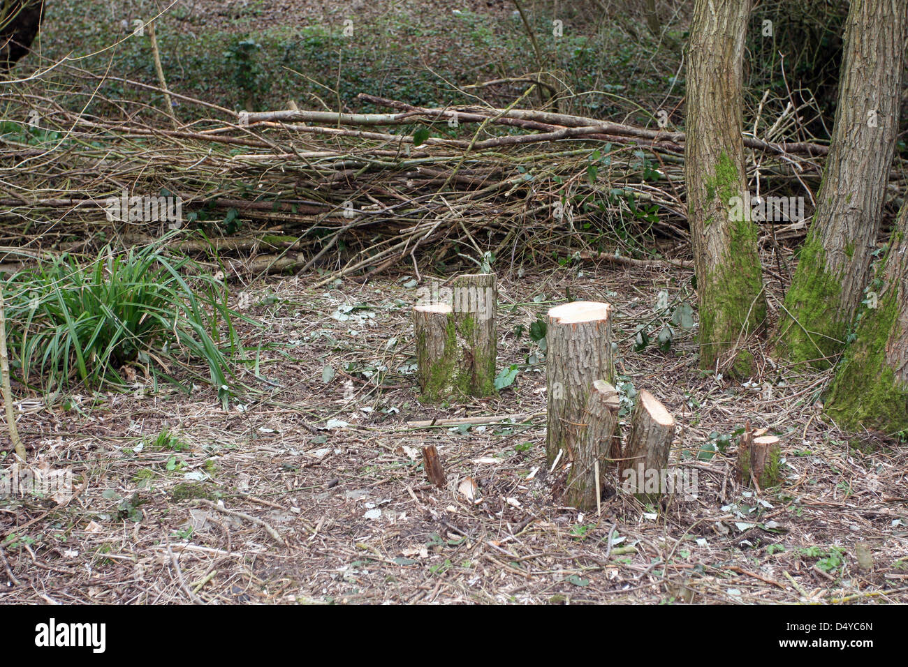 Cleared area of woodland with small tree stumps, hedge laid in a ...