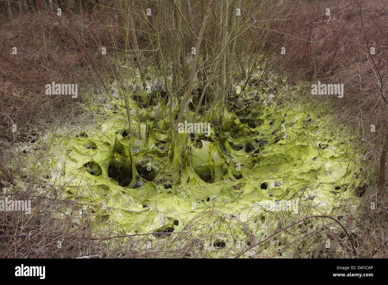 Moss and pond weed creating and eerie effect over the pond after the ...