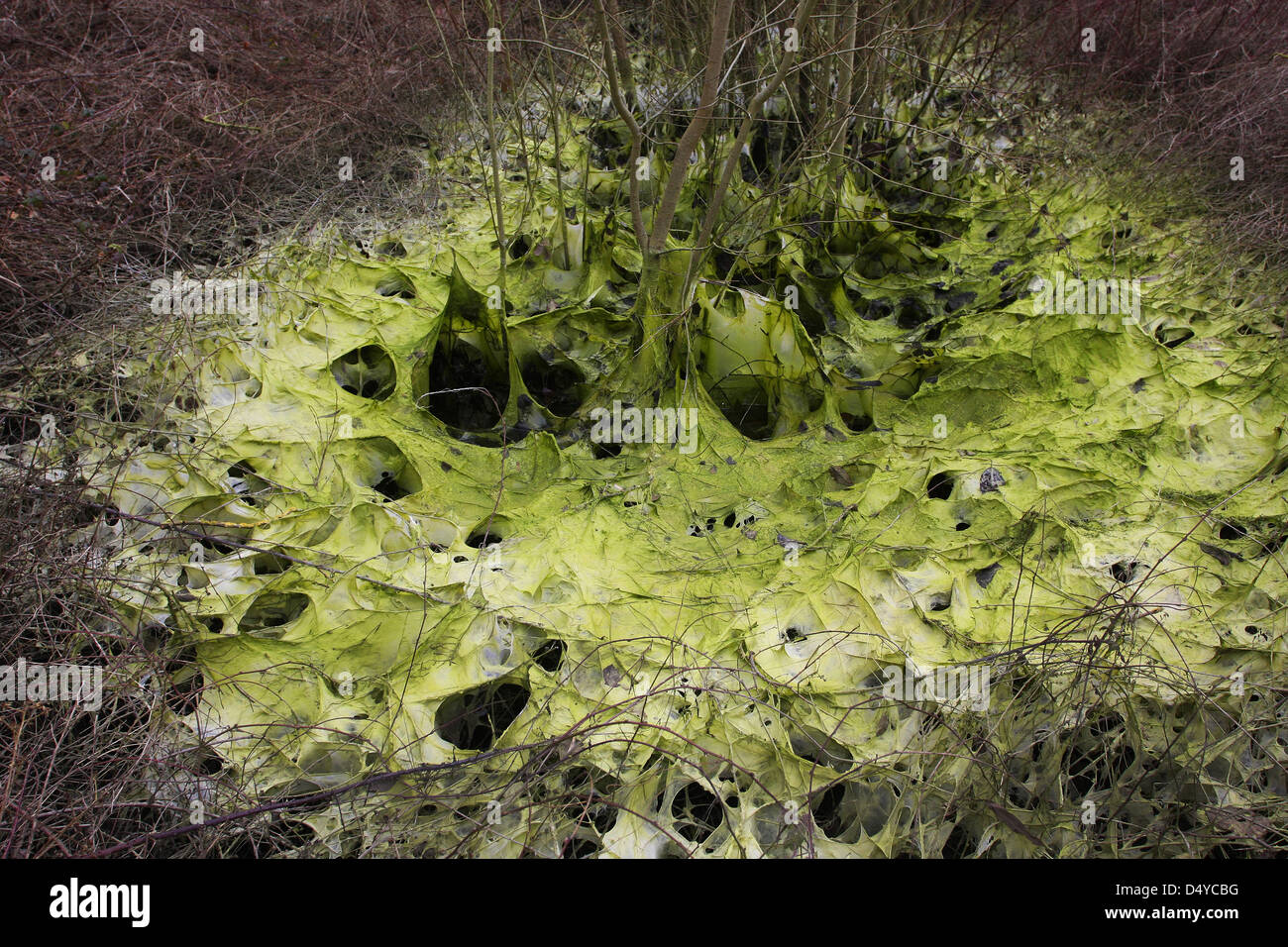 Moss and pond weed creating and eerie effect over the pond after the ...