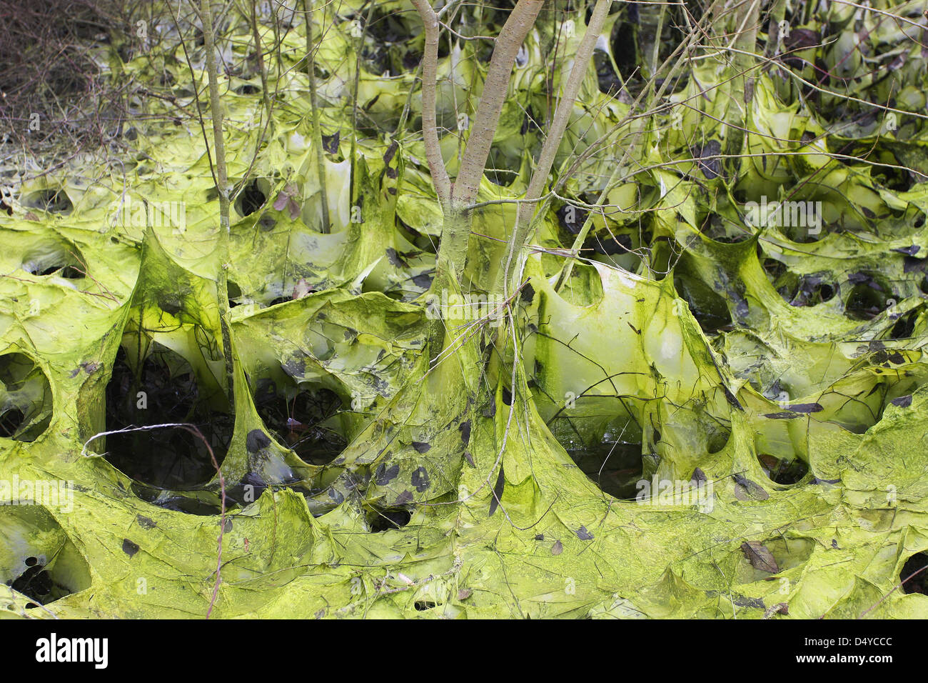 Moss and pond weed creating and eerie effect over the pond after the ...