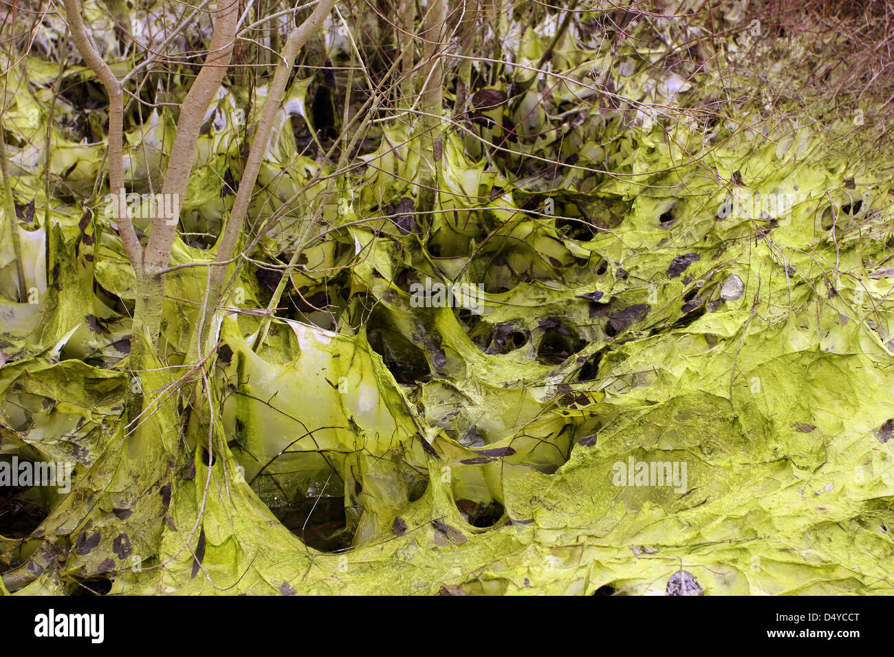 Moss and pond weed creating and eerie effect over the pond after the ...