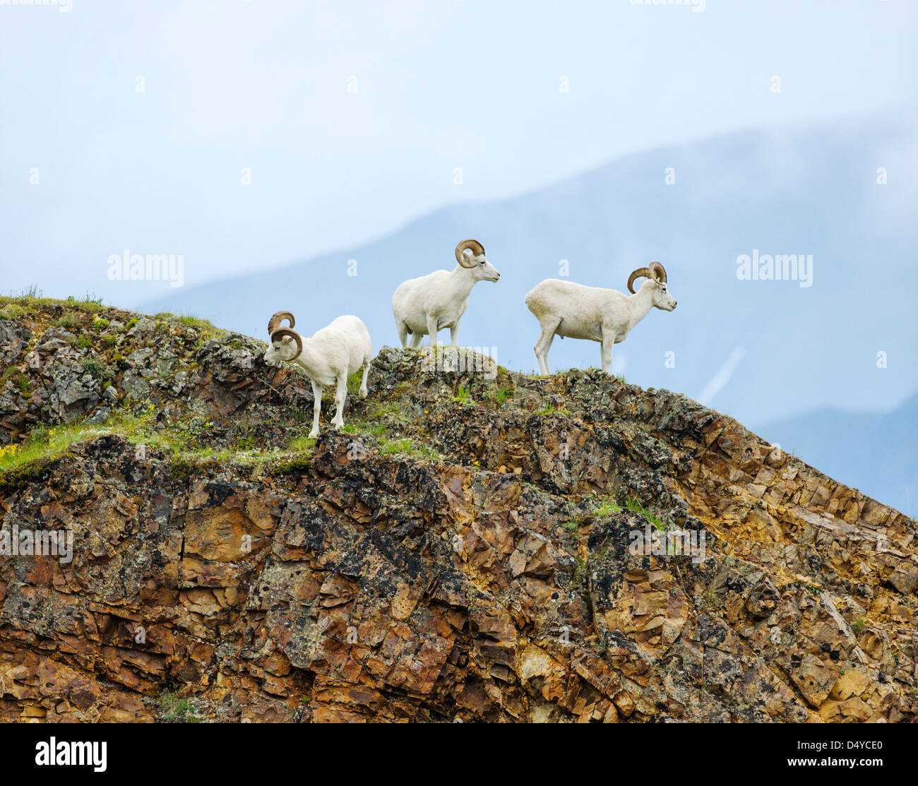 Dall Sheep (Ovis dalli), Polychrome Pass, Denali National Park ...