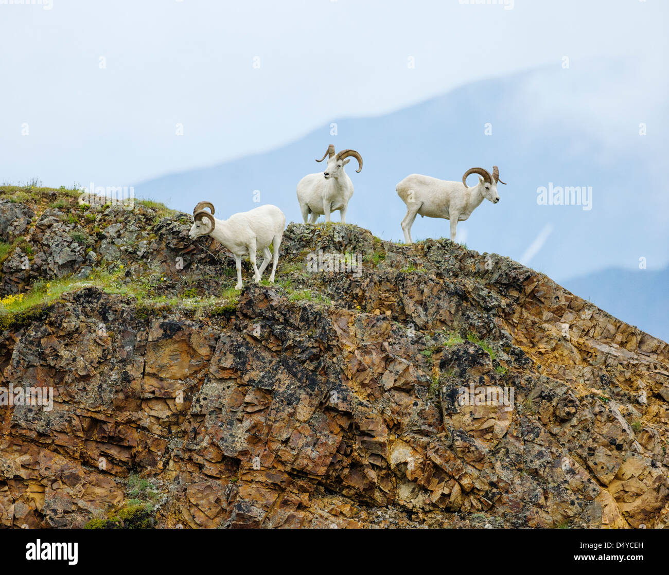 Dall Sheep (Ovis dalli), Polychrome Pass, Denali National Park ...