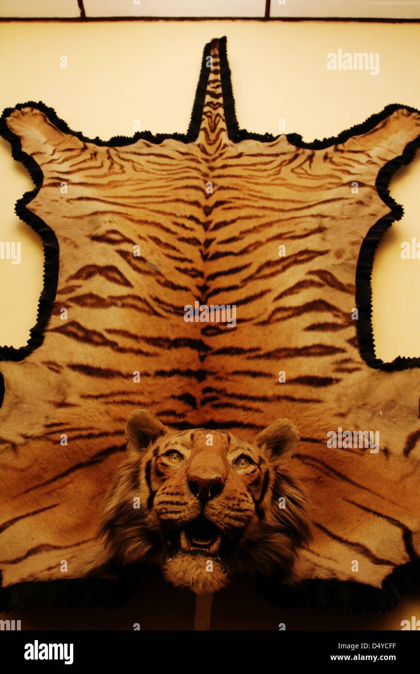 Wilson tiger hi-res stock photography and images - Alamy