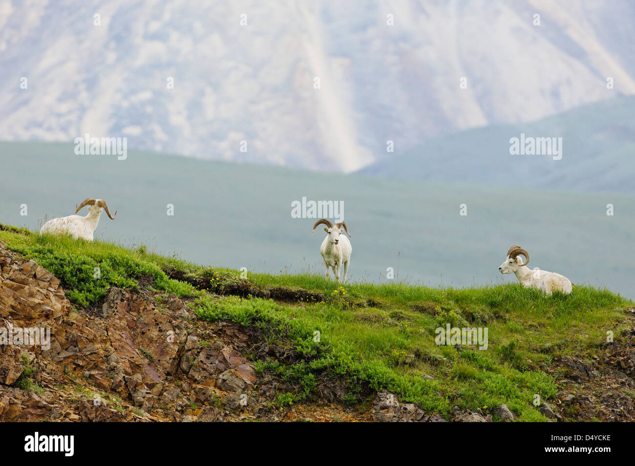 Dall Sheep (Ovis dalli), Polychrome Pass, Denali National Park ...