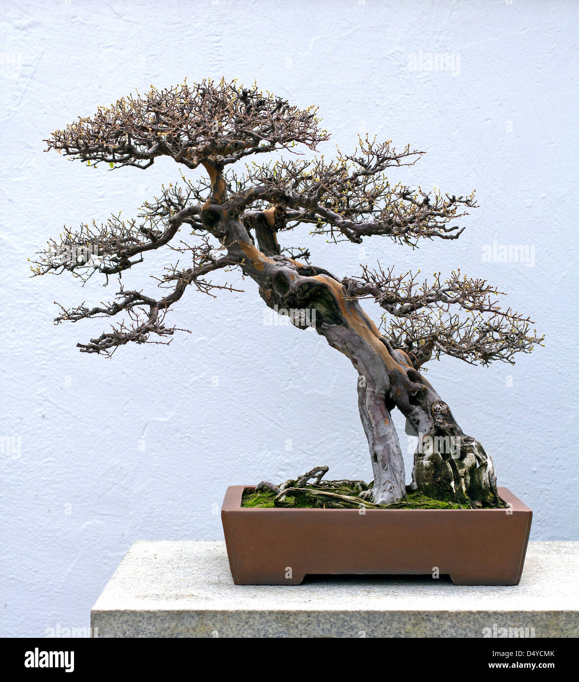Bonsai garden hi-res stock photography and images - Alamy