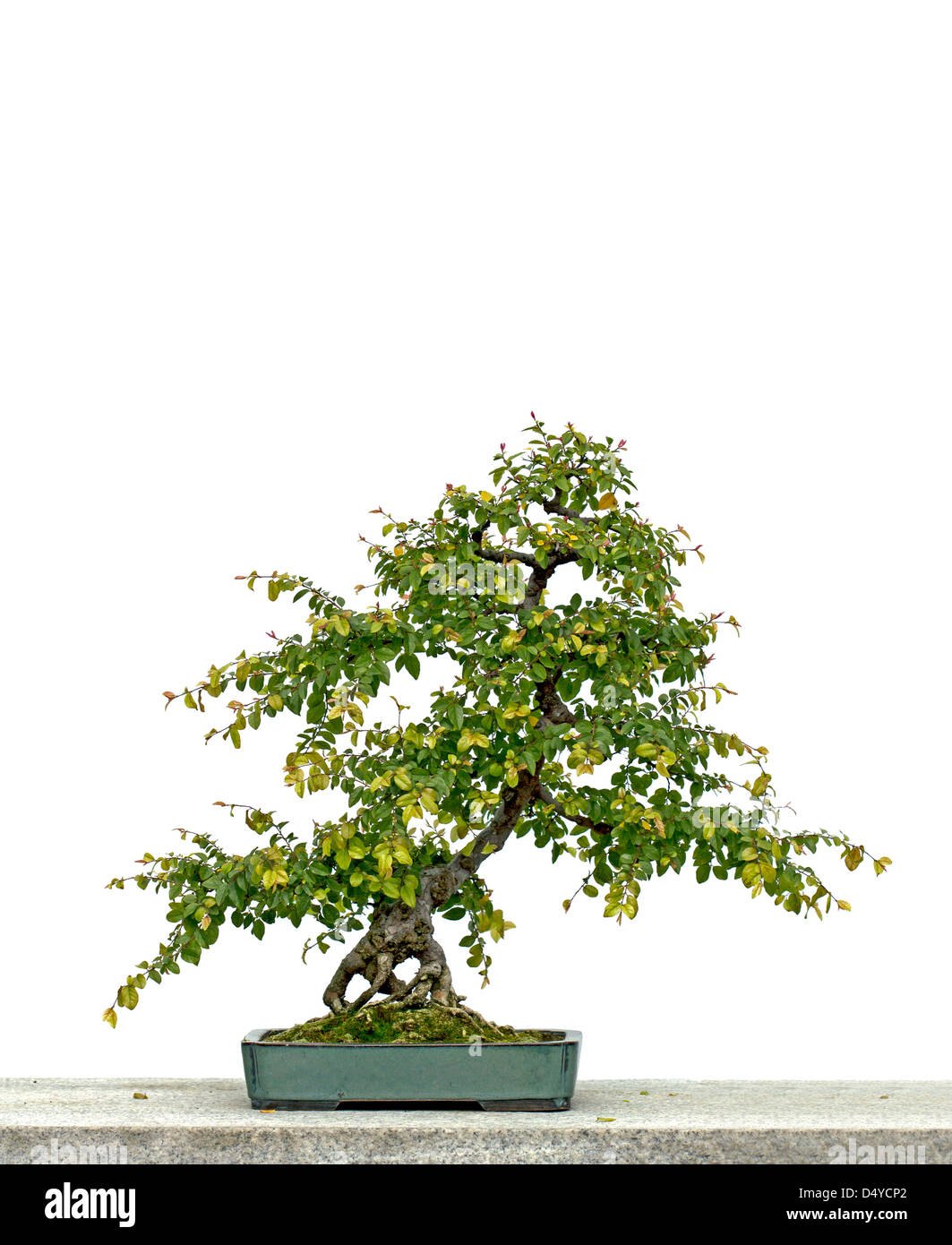 Bonsai garden hi-res stock photography and images - Alamy