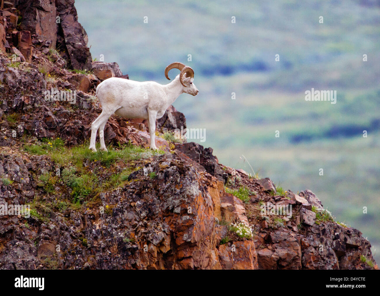 Dall Sheep (Ovis dalli), Polychrome Pass, Denali National Park ...