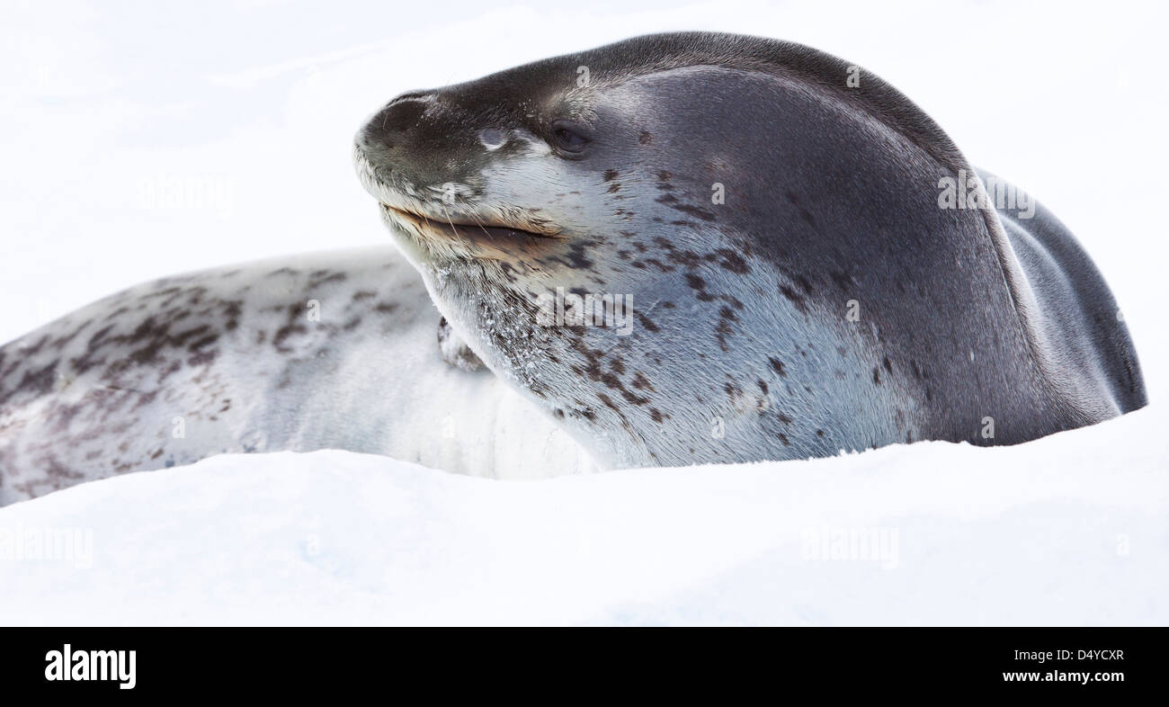 Leopard seal antarctica hi-res stock photography and images - Alamy