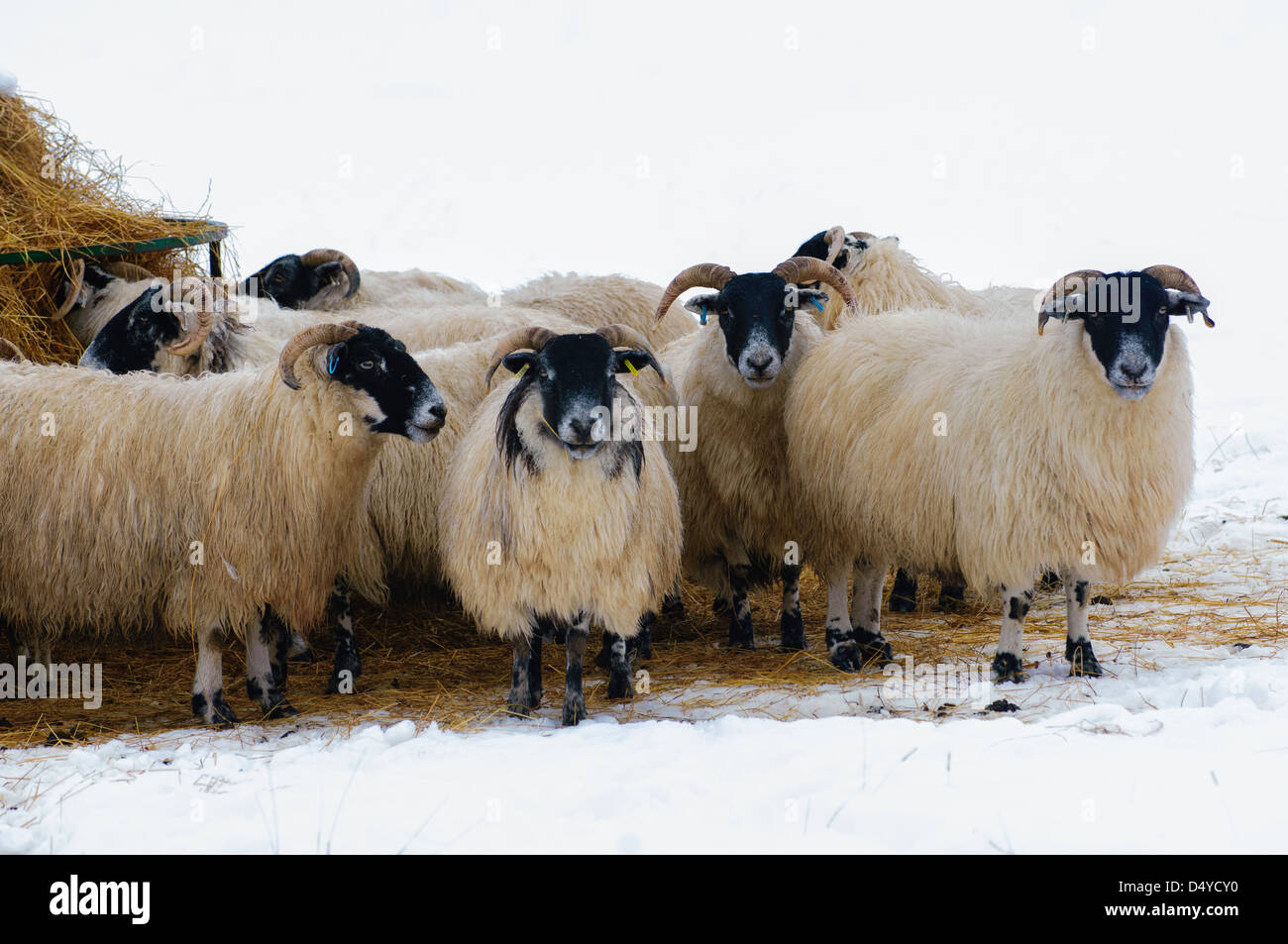 Sheep field snow hi-res stock photography and images - Alamy