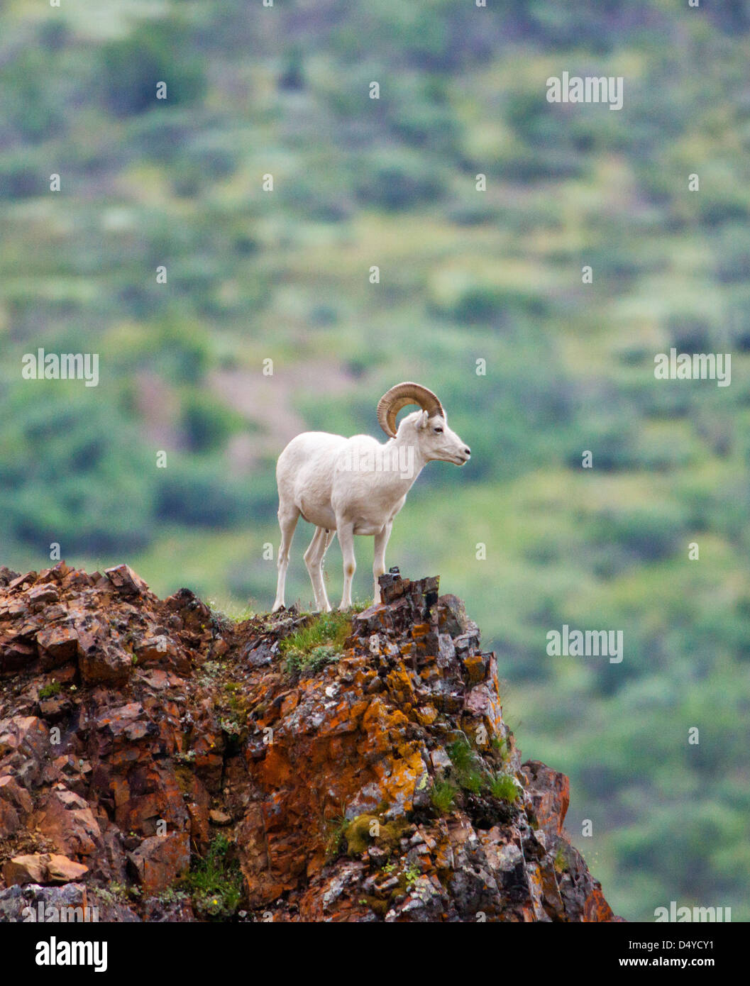 Dall Sheep (Ovis dalli), Polychrome Pass, Denali National Park ...