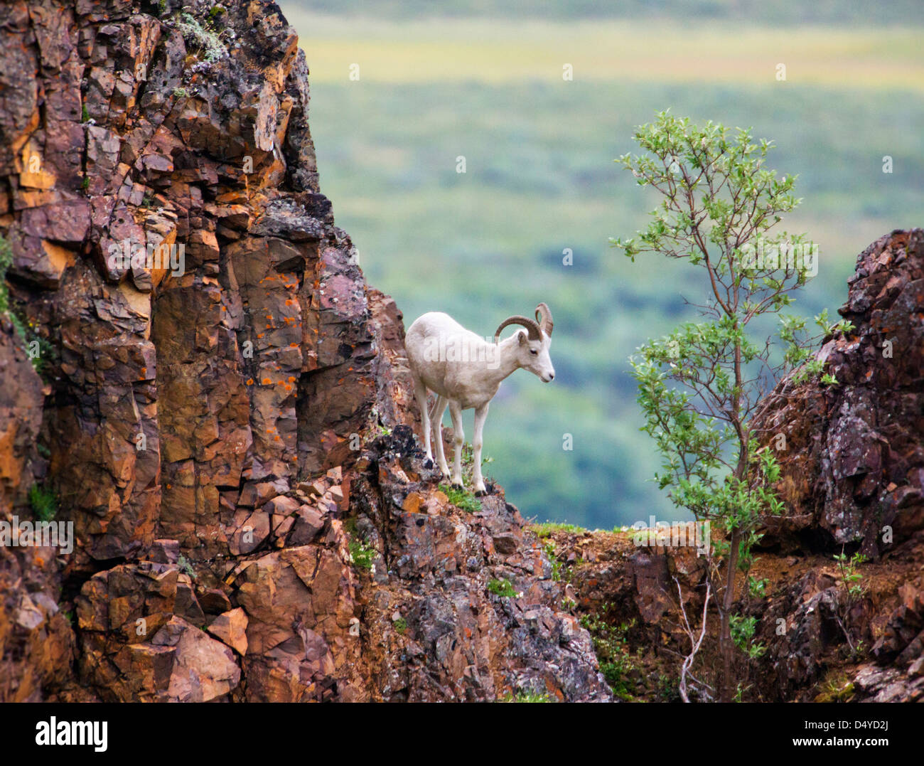 Dall Sheep (Ovis dalli), Polychrome Pass, Denali National Park ...