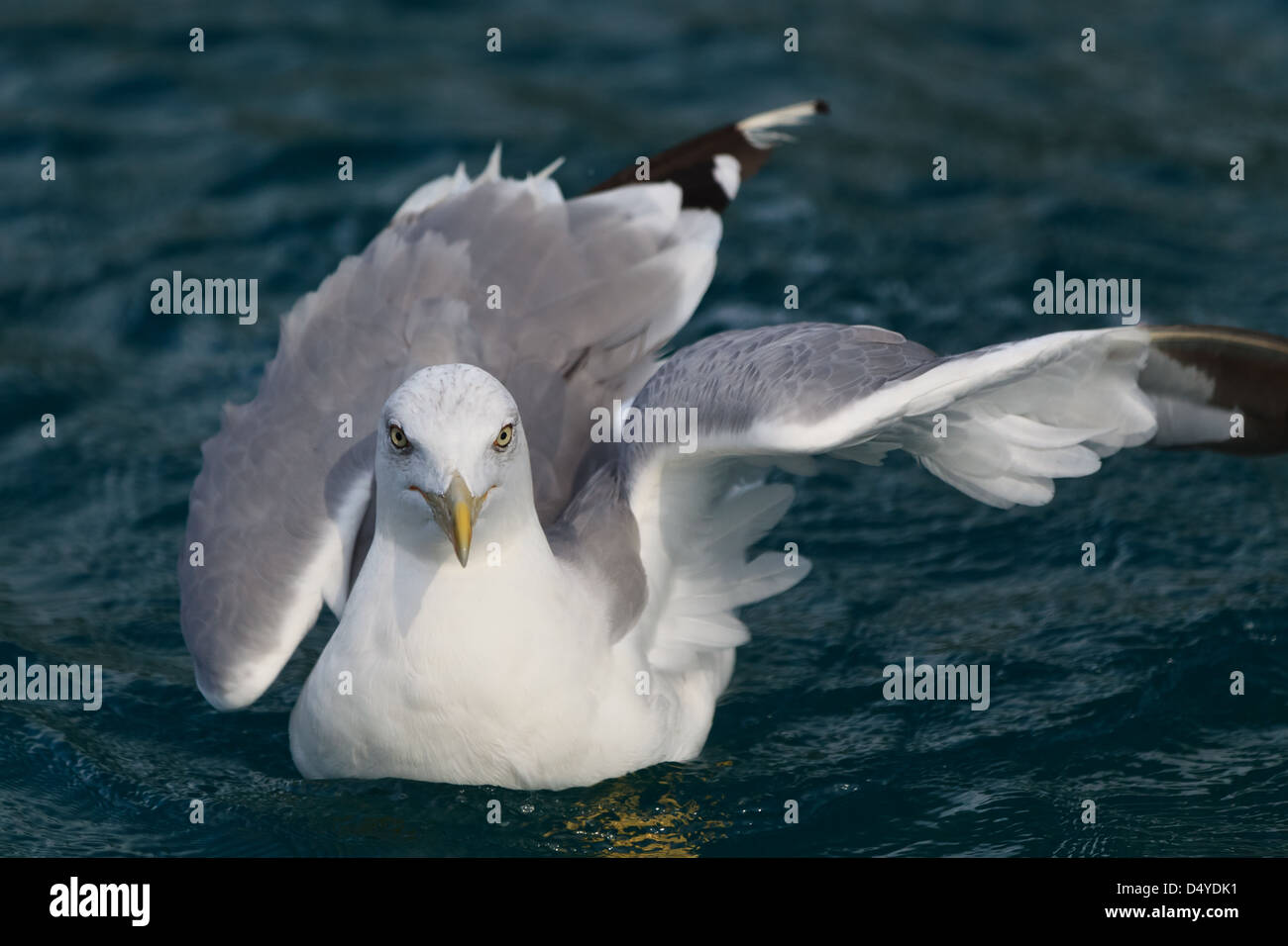seagull on water Stock Photo - Alamy