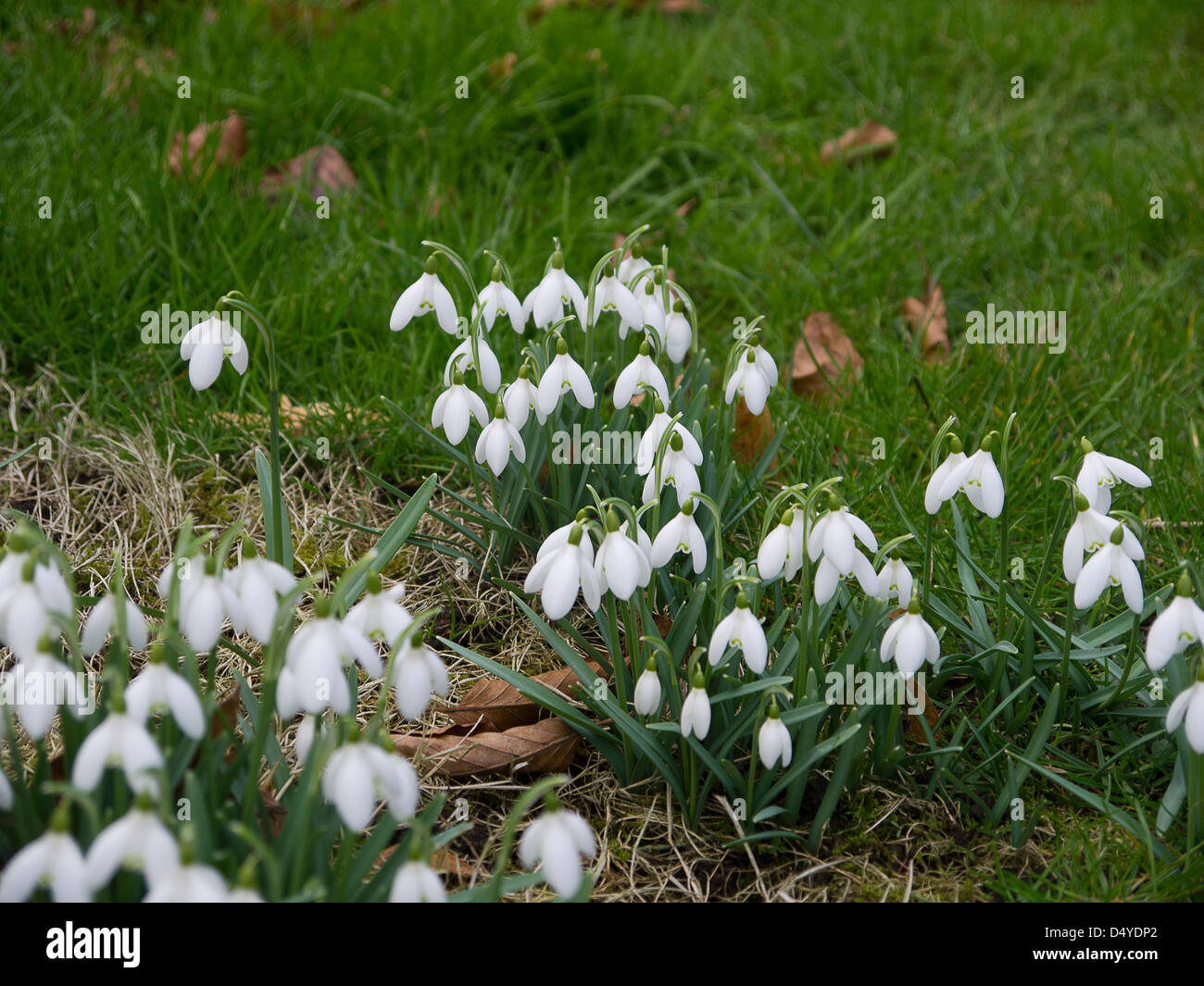 February Snowdrops in Ripon North Yorkshire England Stock Photo - Alamy