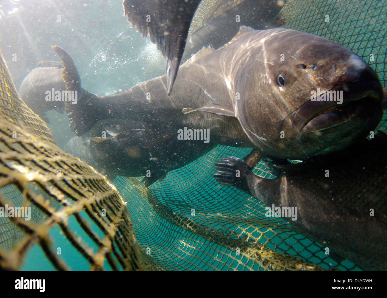 meagre fish trapped on a fishing net Stock Photo - Alamy