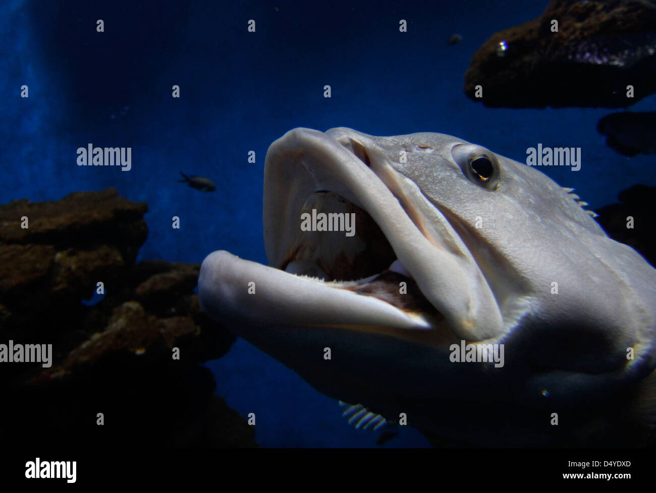 Grouper fish hi-res stock photography and images - Alamy