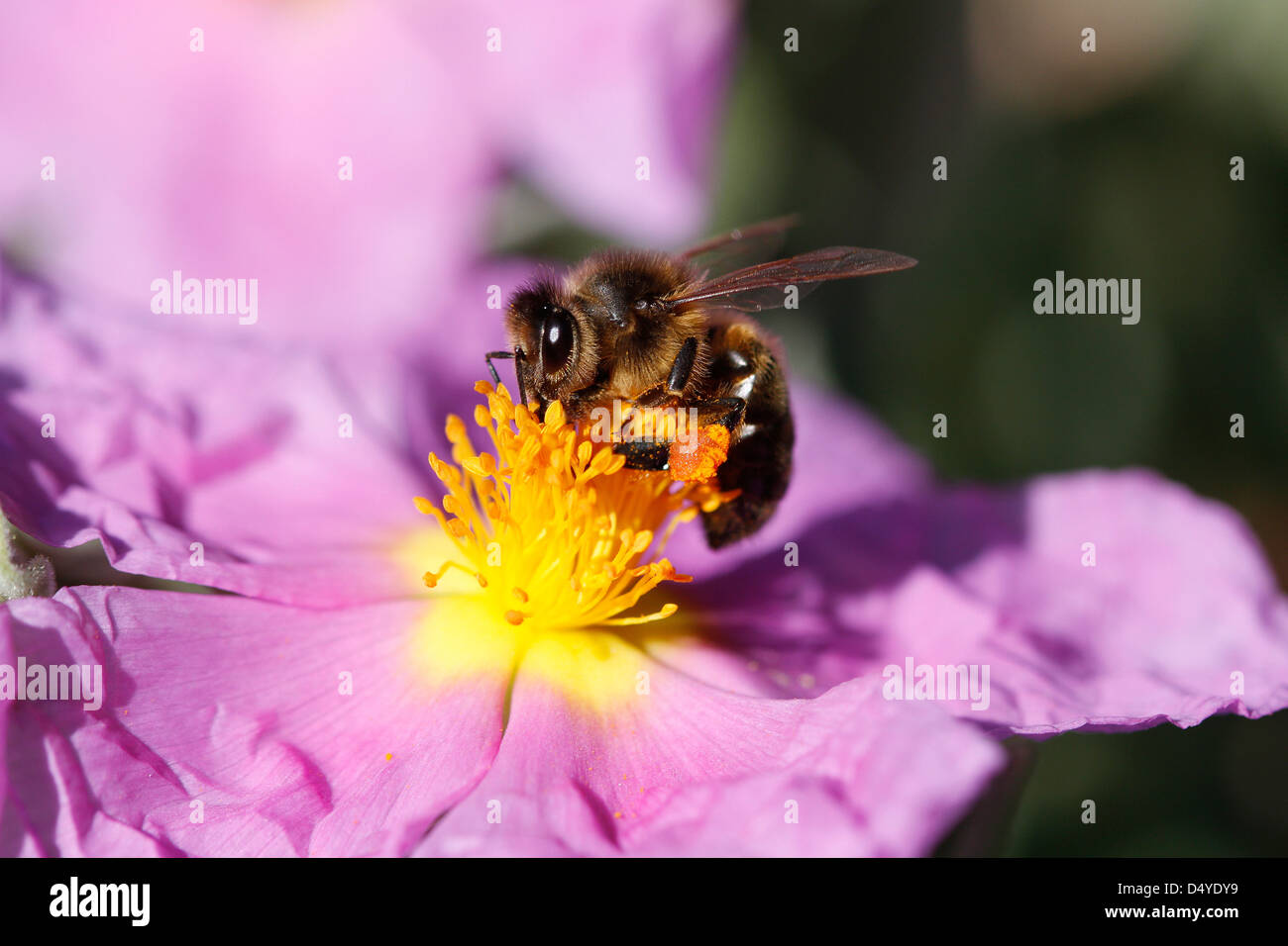 Picking insect hi-res stock photography and images - Alamy