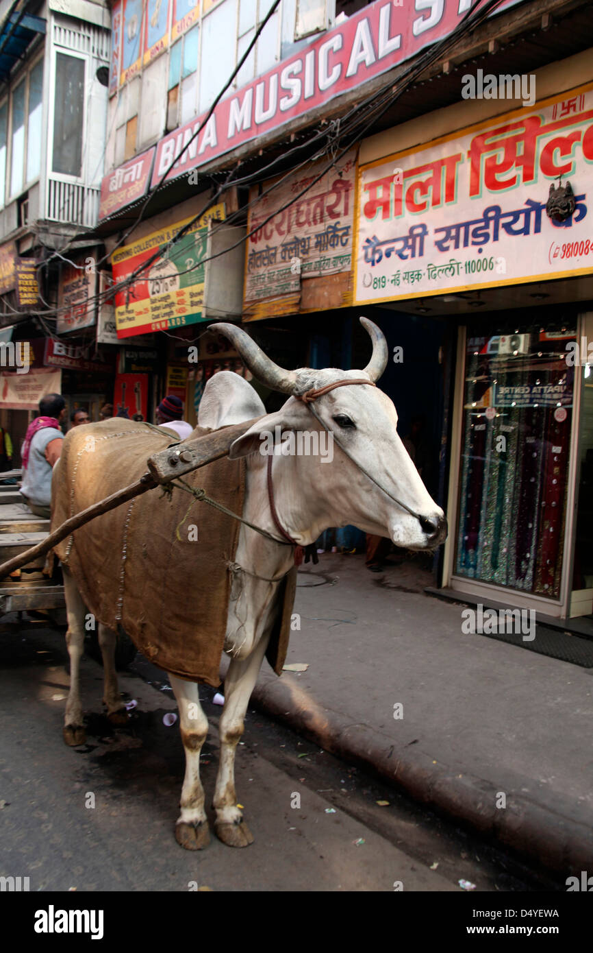 Delhi ox pulling cart hi-res stock photography and images - Alamy