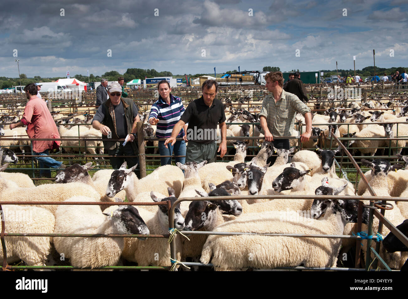 Sorting sheep hi-res stock photography and images - Alamy
