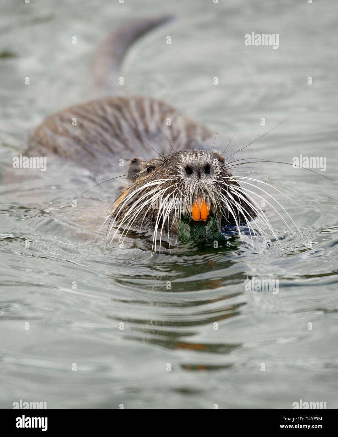 Nutria damage hi-res stock photography and images - Alamy