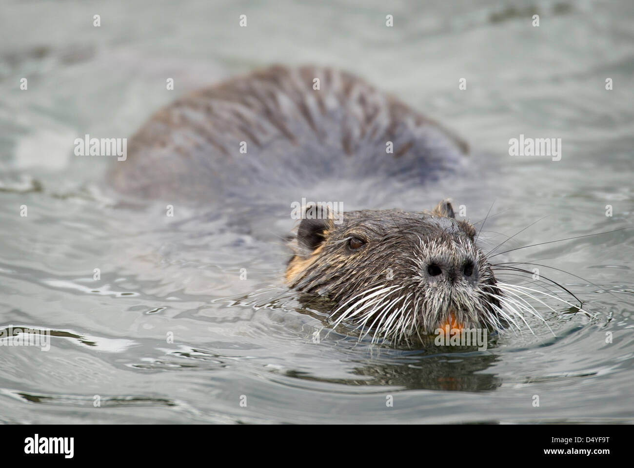 March 20, 2013 - Roseburg, Oregon, U.S - A large wild nutria feeds on ...