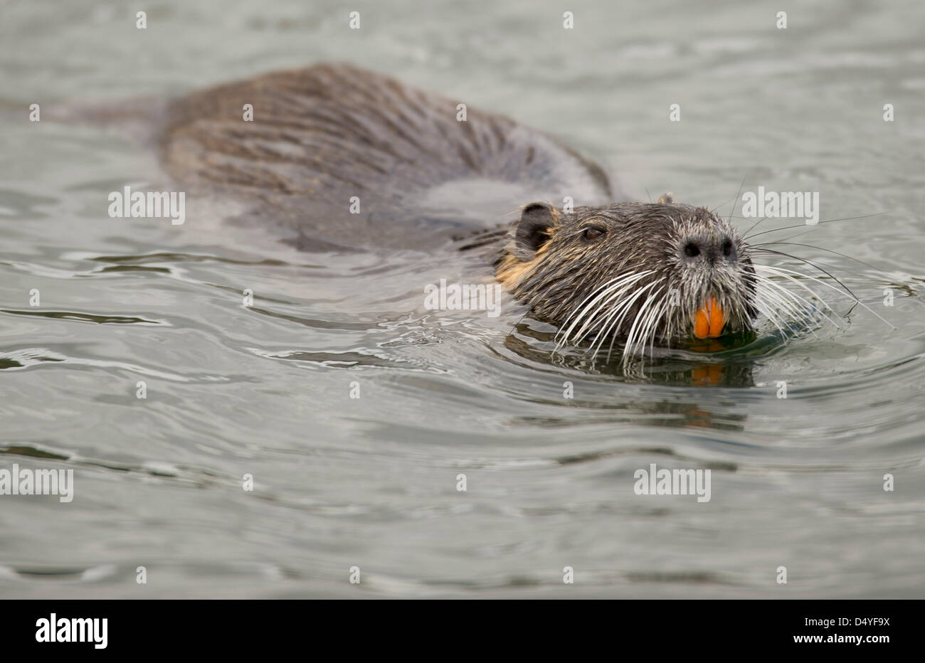 March 20, 2013 - Roseburg, Oregon, U.S - A large wild nutria feeds on ...
