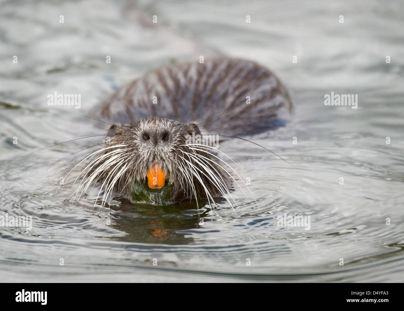Nutria damage hi-res stock photography and images - Alamy