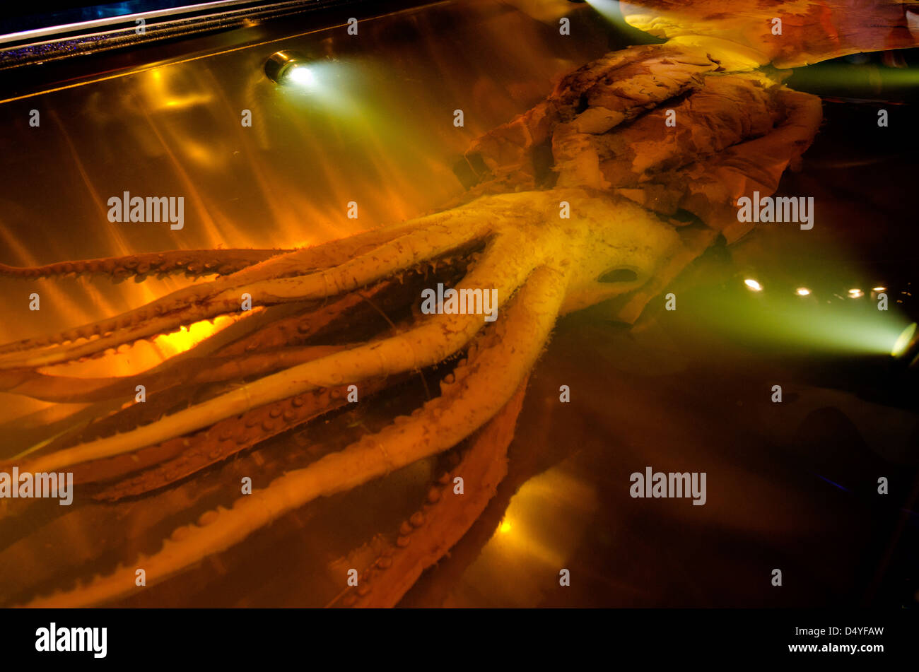 The Giant Squid High Resolution Stock Photography and Images - Alamy