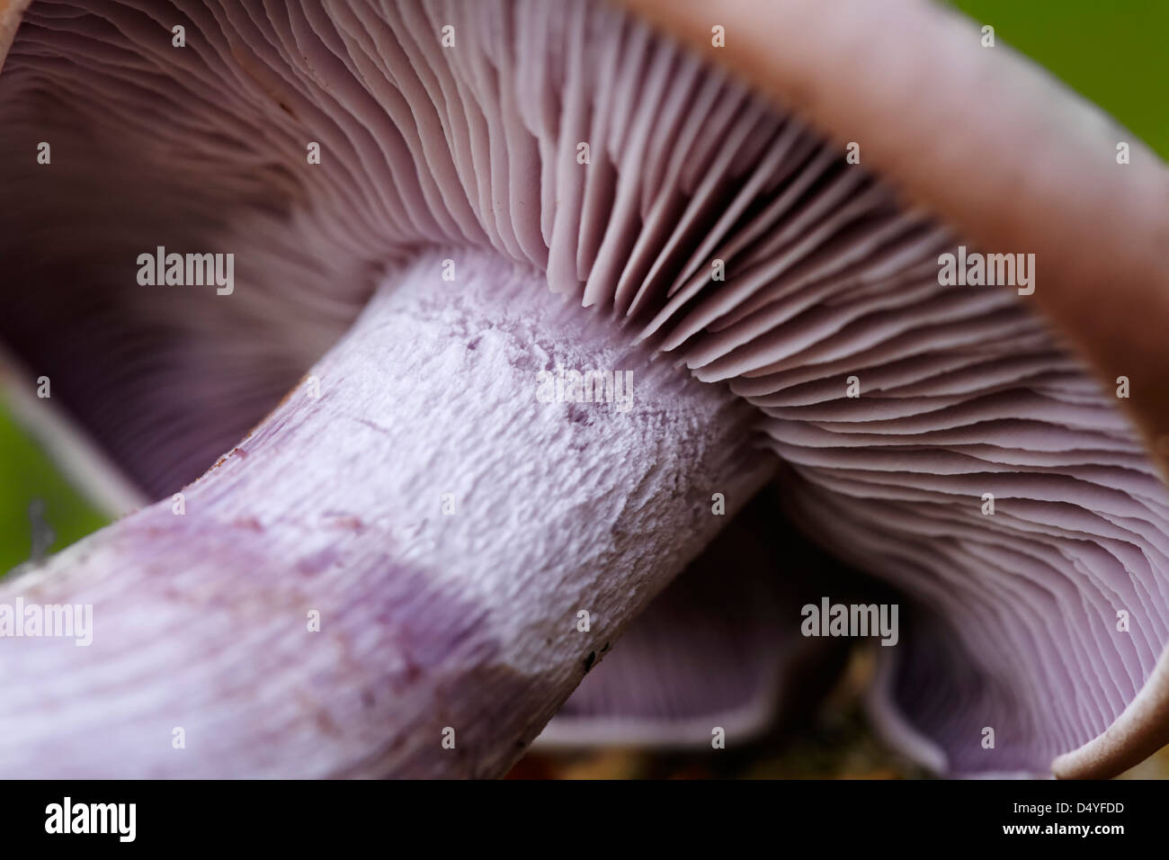 Close up of a Wood Blewit (Lepista nuda) mushroom Stock Photo - Alamy