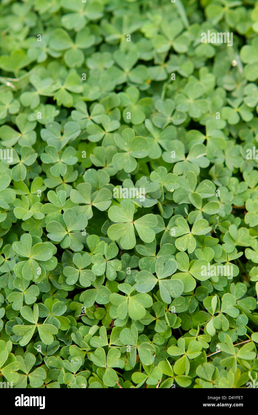 Real clover hi-res stock photography and images - Alamy