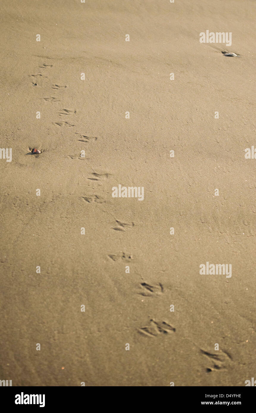 Desert animal tracks hi-res stock photography and images - Alamy