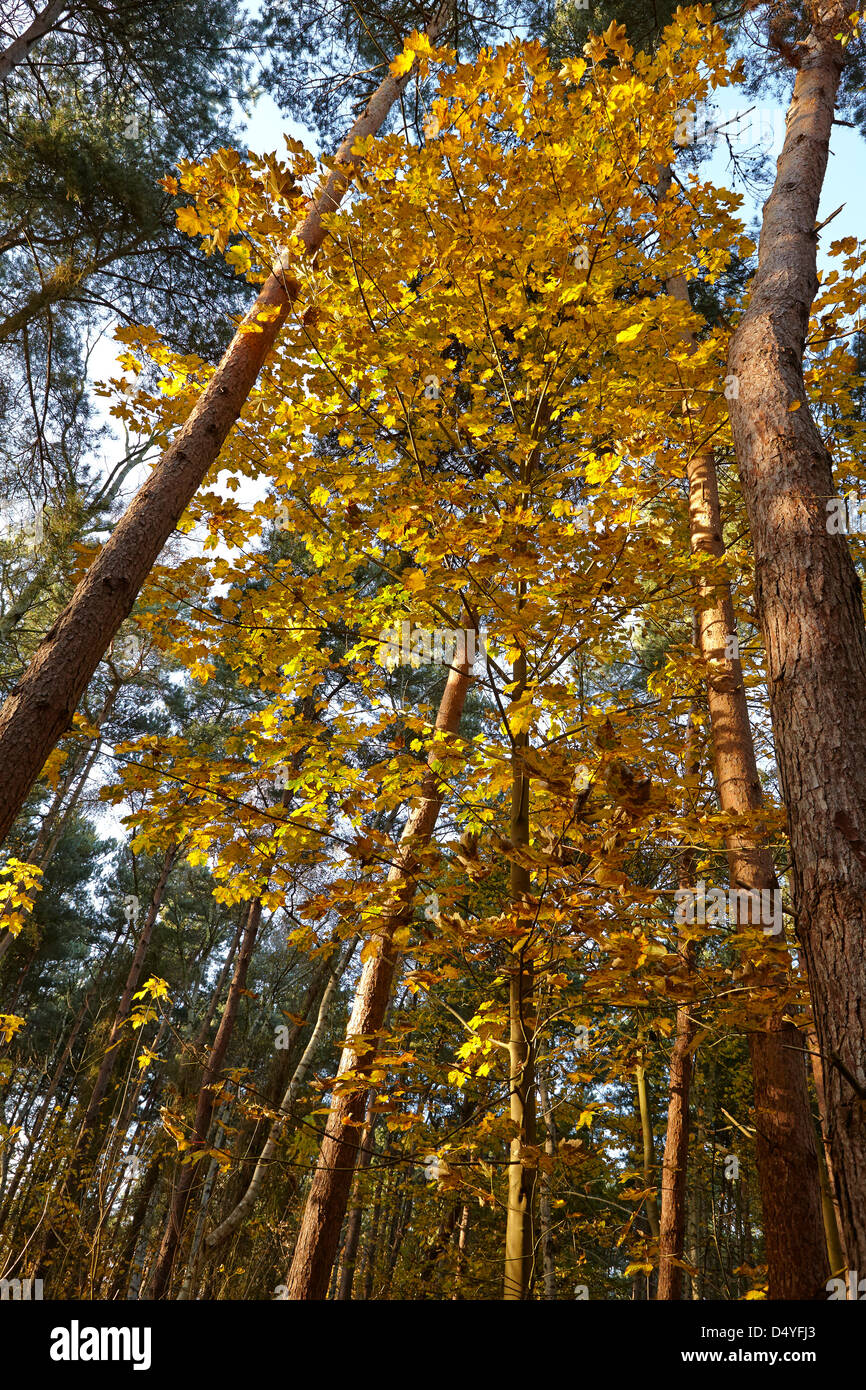 Woodland trees hi-res stock photography and images - Alamy