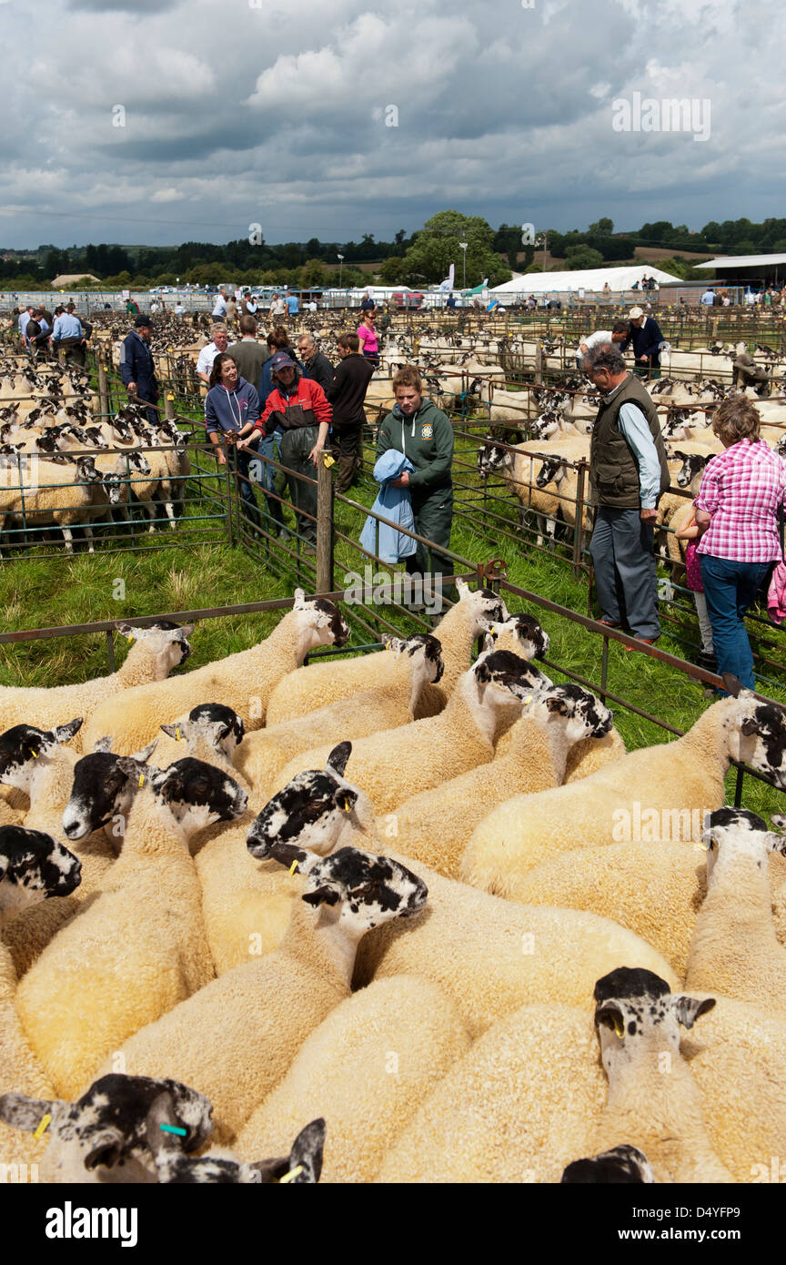 Crowd Of Sheep High Resolution Stock Photography and Images - Alamy