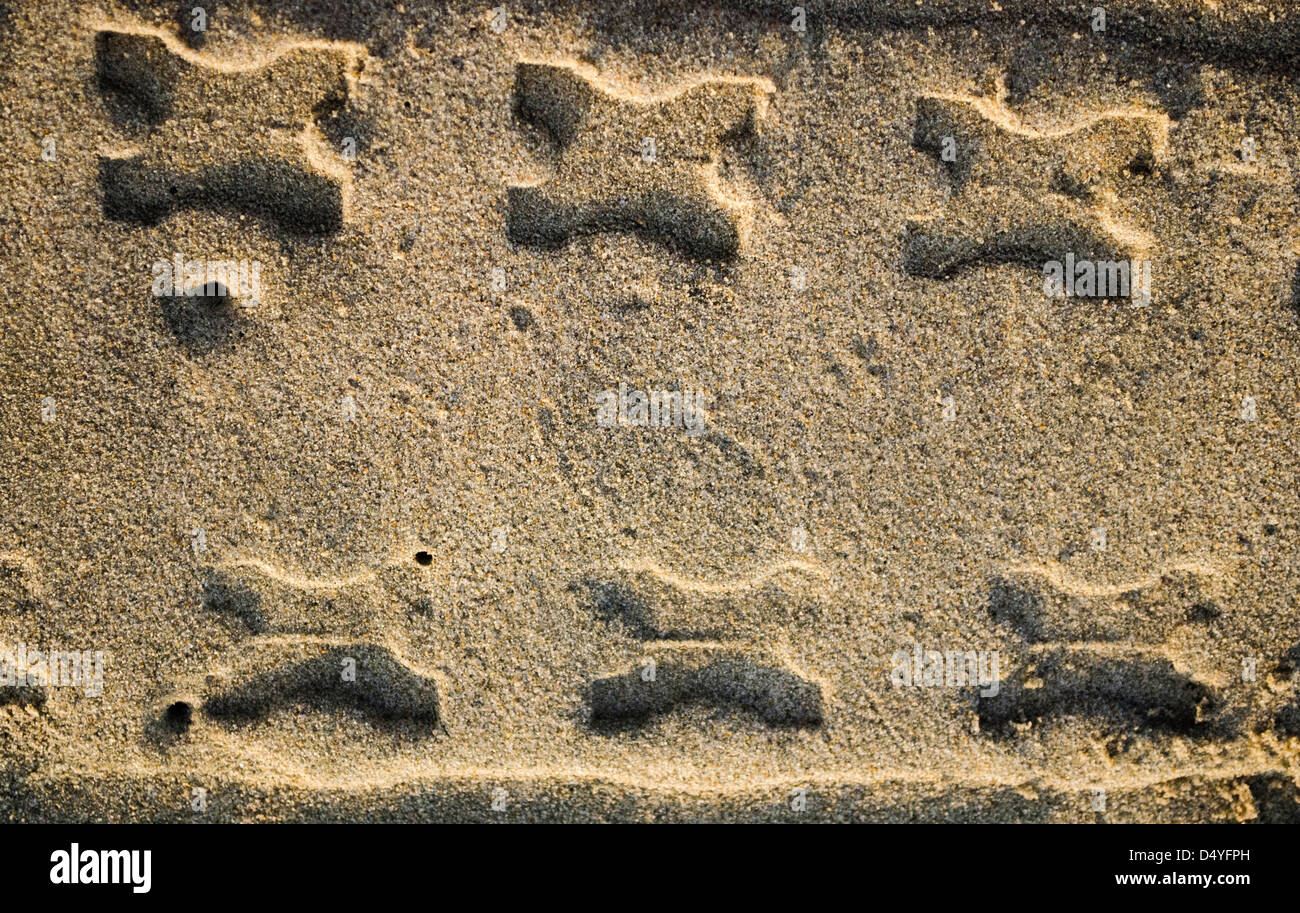 tracks in sand Stock Photo - Alamy