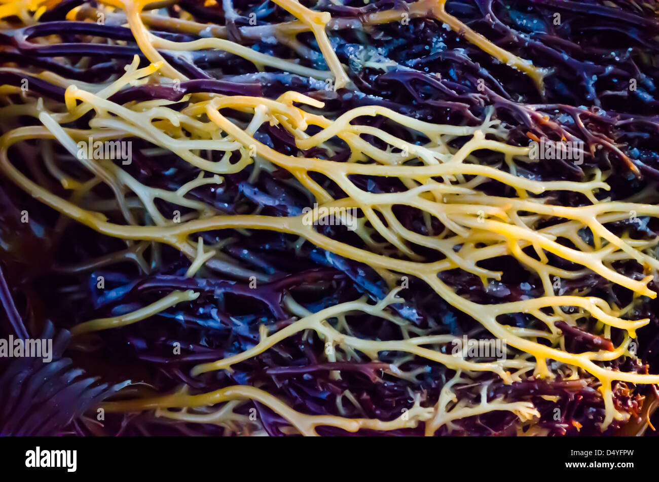 Furbelow seaweed hi-res stock photography and images - Alamy