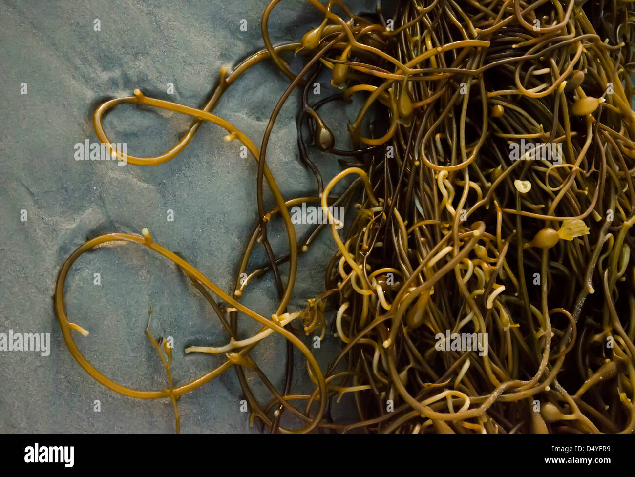 Furbelow seaweed hi-res stock photography and images - Alamy