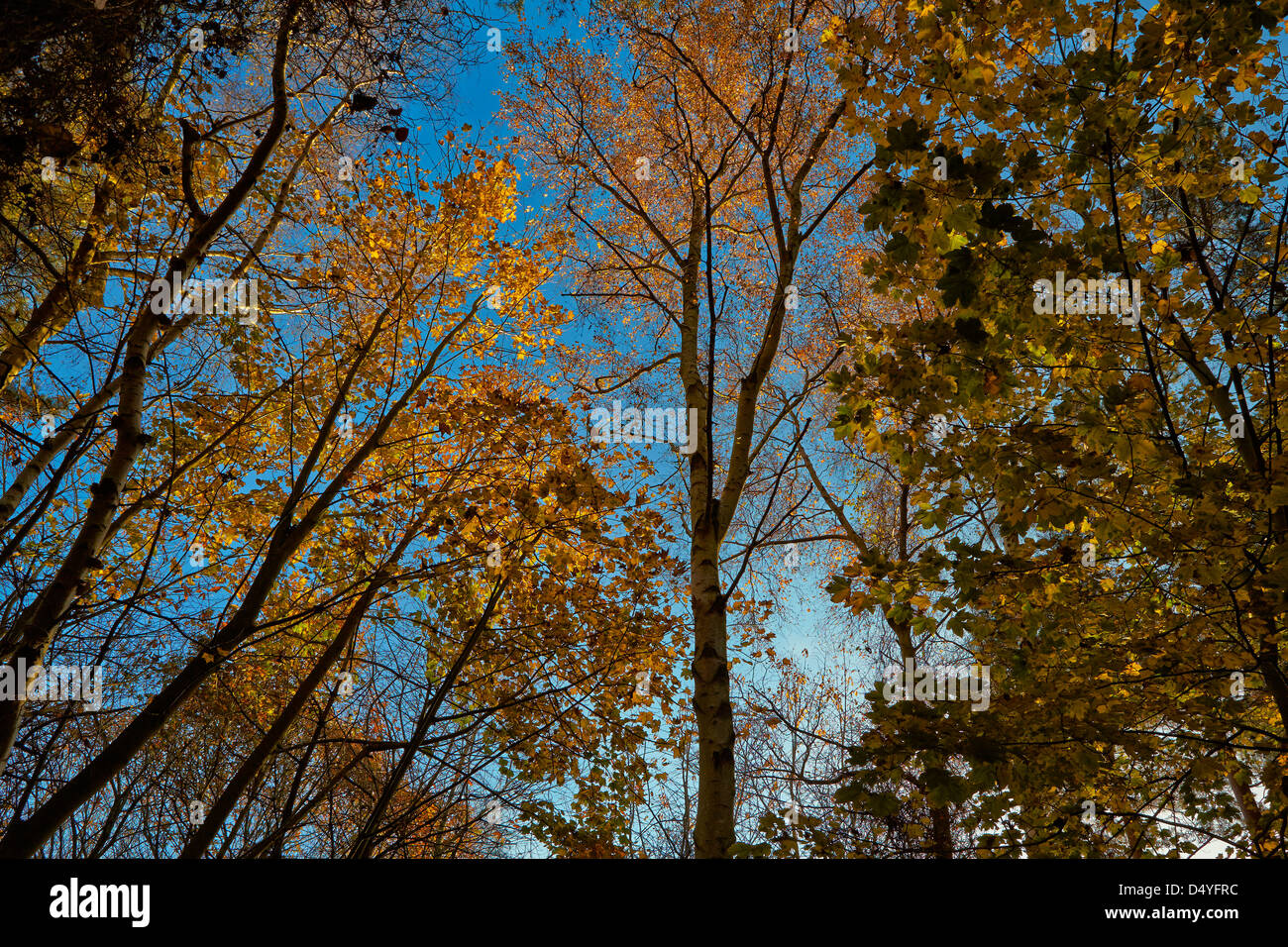 Birch maple trees fall autumn colour hi-res stock photography and ...