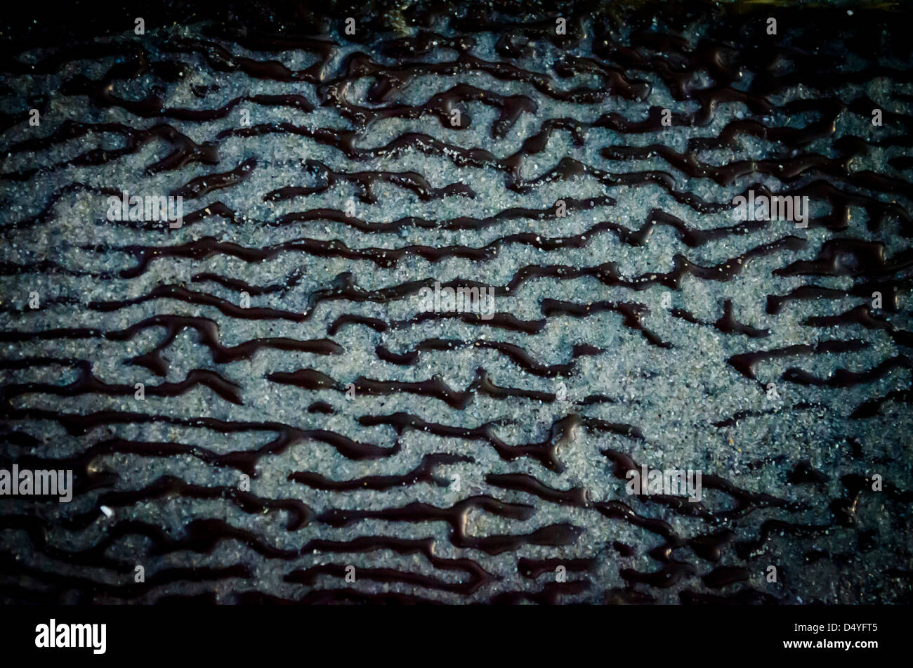 Furbelow seaweed hi-res stock photography and images - Alamy