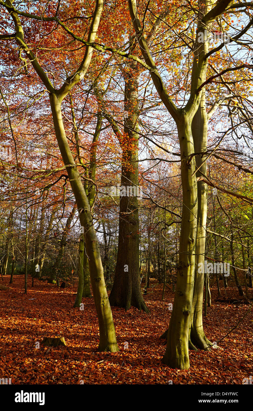 UK Woodland Trees in Autumn Stock Photo - Alamy
