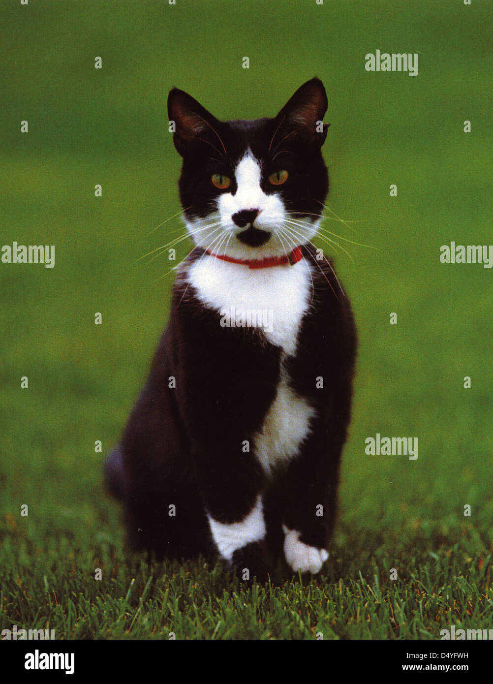 This photograph from April 1993 shows Socks the Cat, the beloved pet of ...