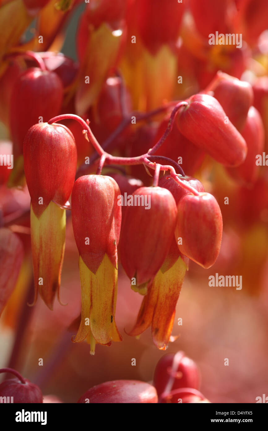 Spring garden california hi-res stock photography and images - Alamy