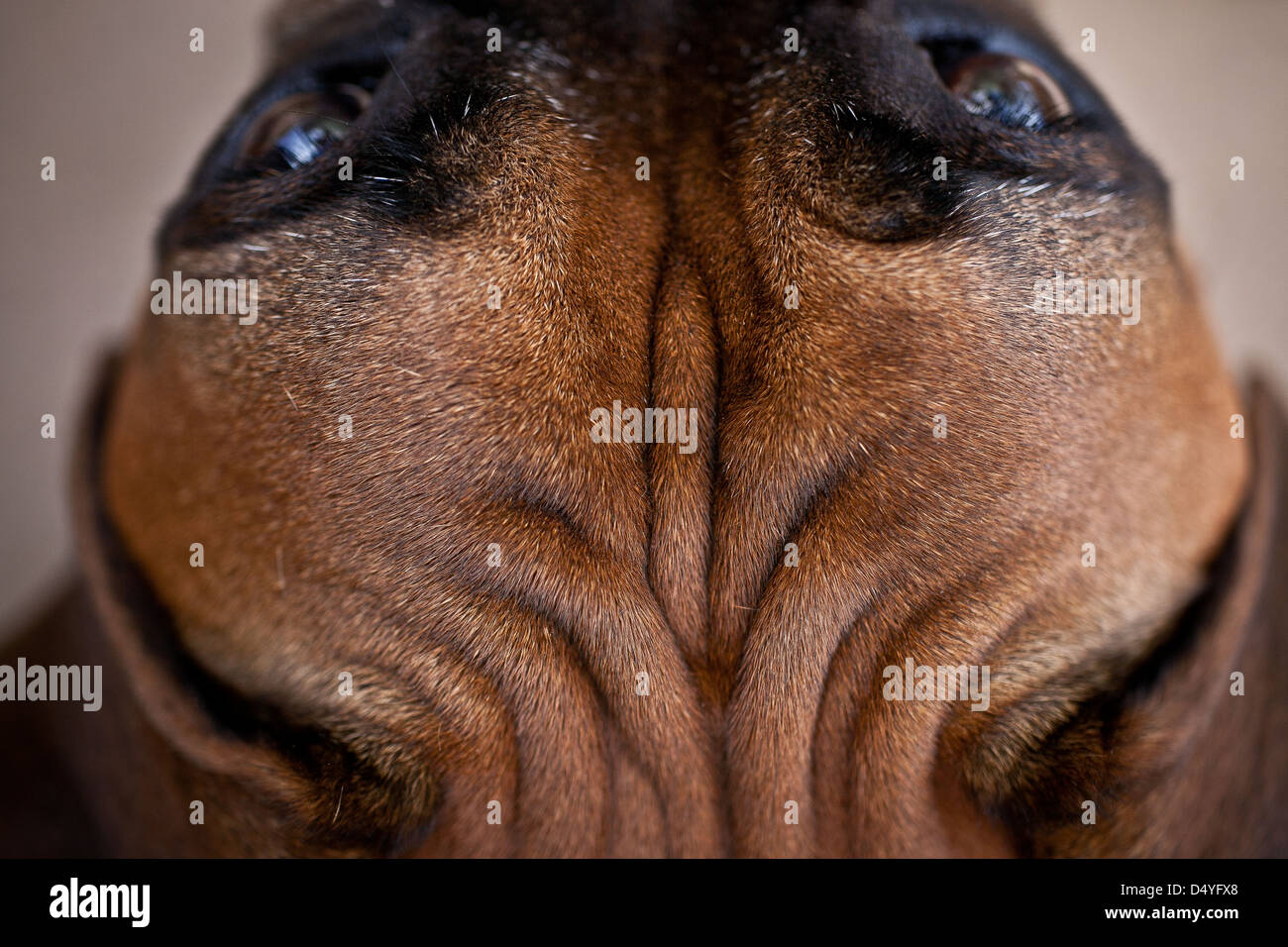 Wrinkles on the head of a Boxer dog Stock Photo - Alamy