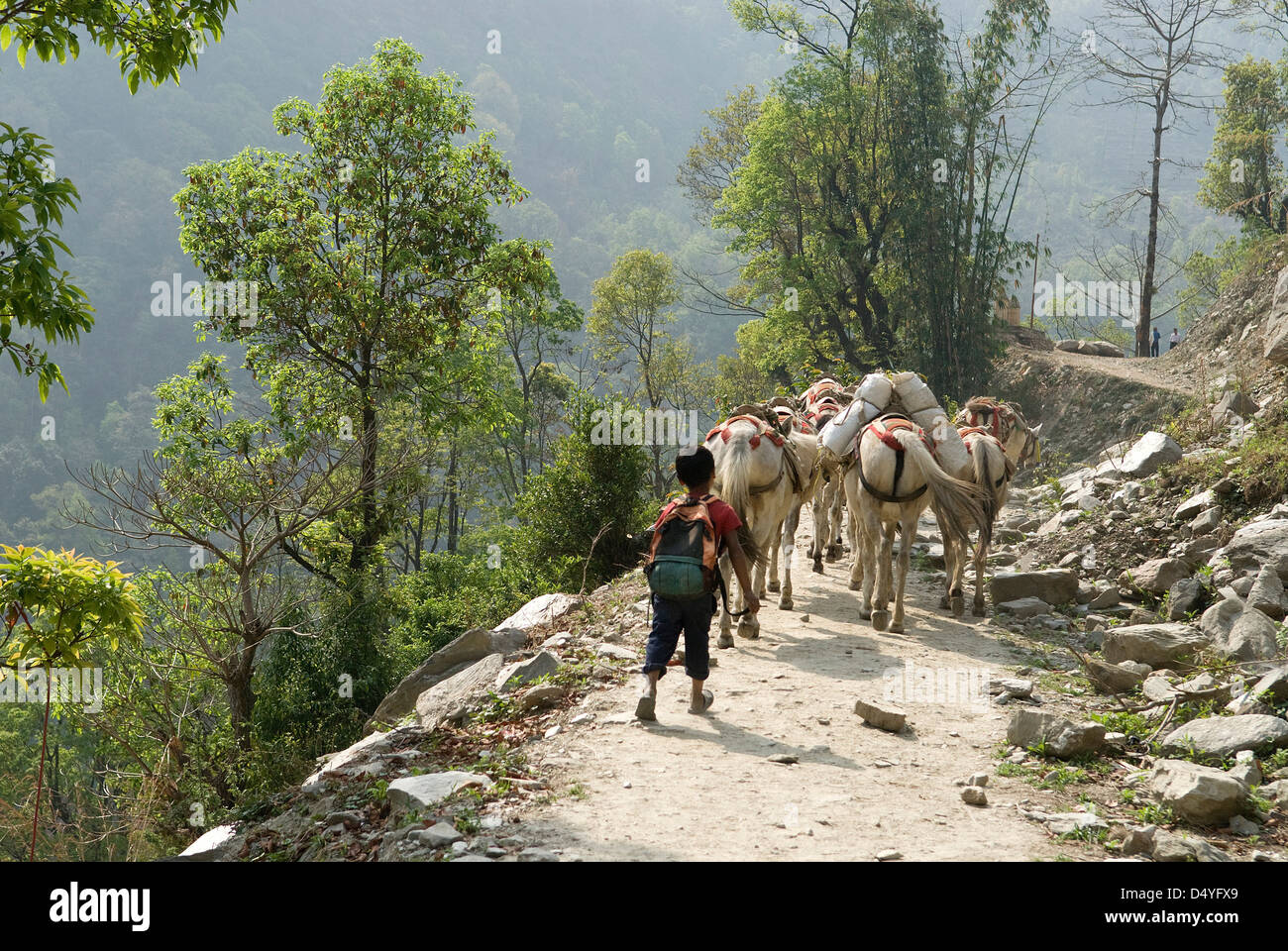 Mule trek hi-res stock photography and images - Alamy