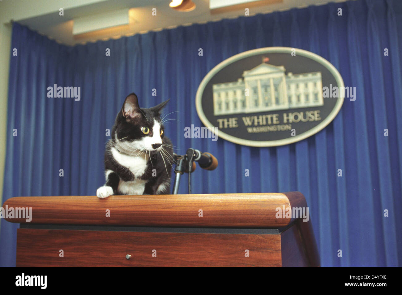 Socks the cat stands on the press podium in the White House press room ...